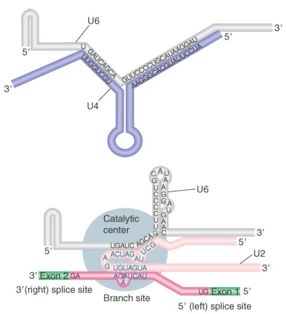 The Spliceosome Assembly Pathway