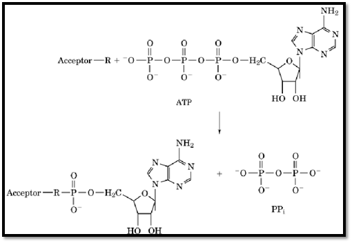 Adenylylation